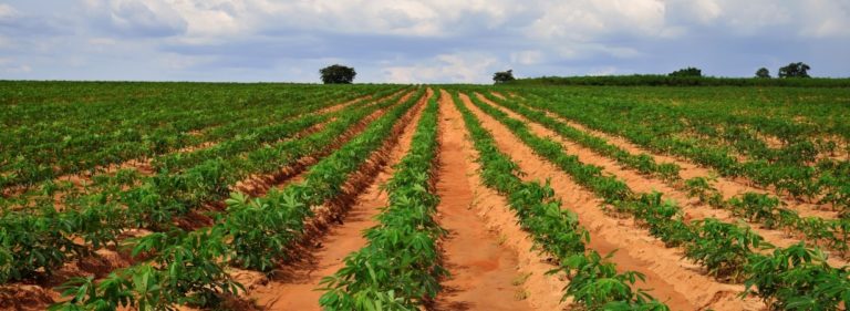 Tapioca Starch | The BakeRite Company