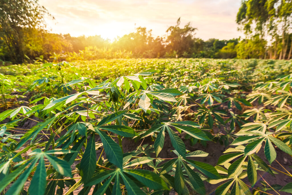 Tapioca Crop Report - September 2023 | The BakeRite Company