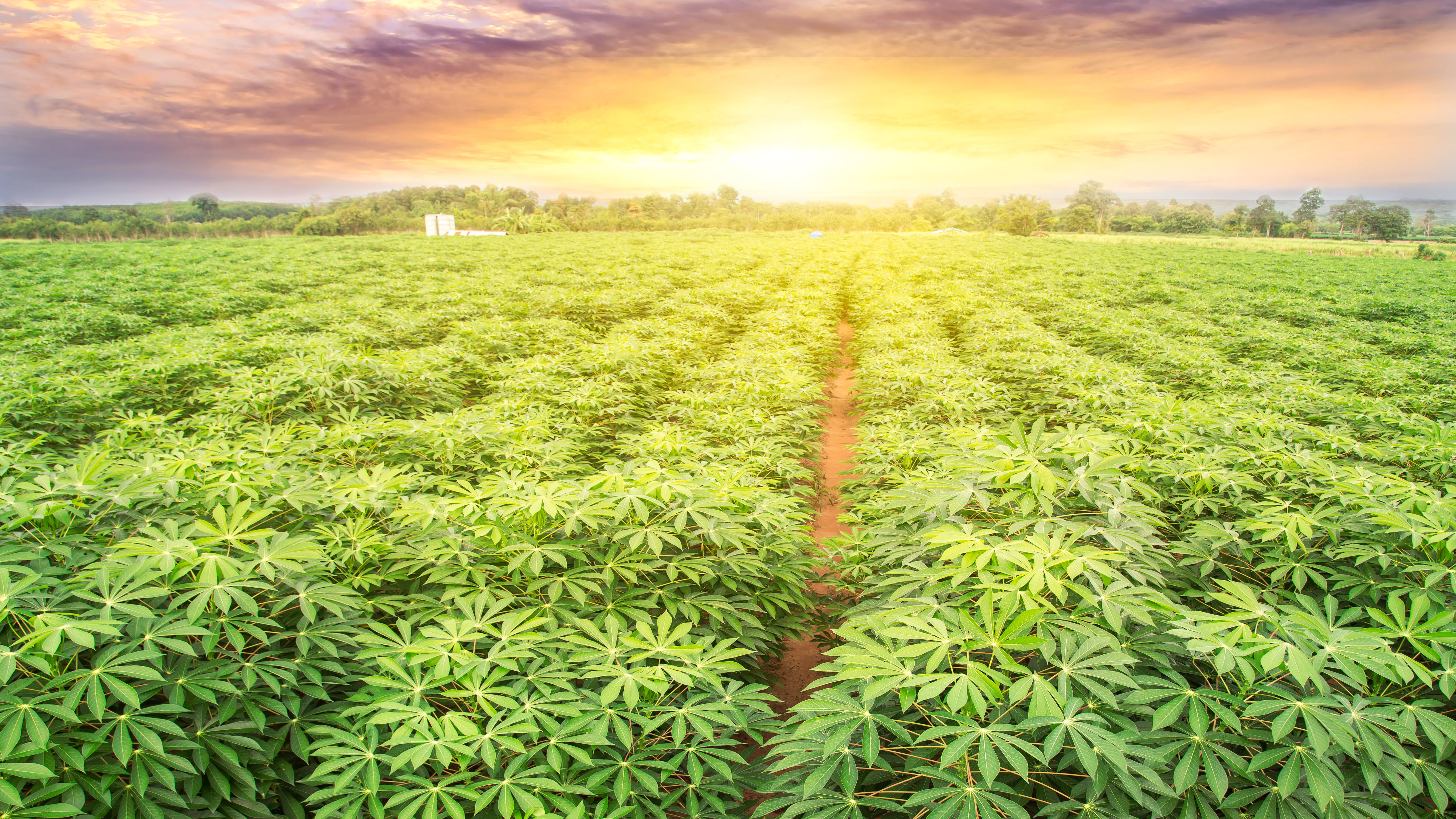 Tapioca Crop Report - September 2023 | The BakeRite Company