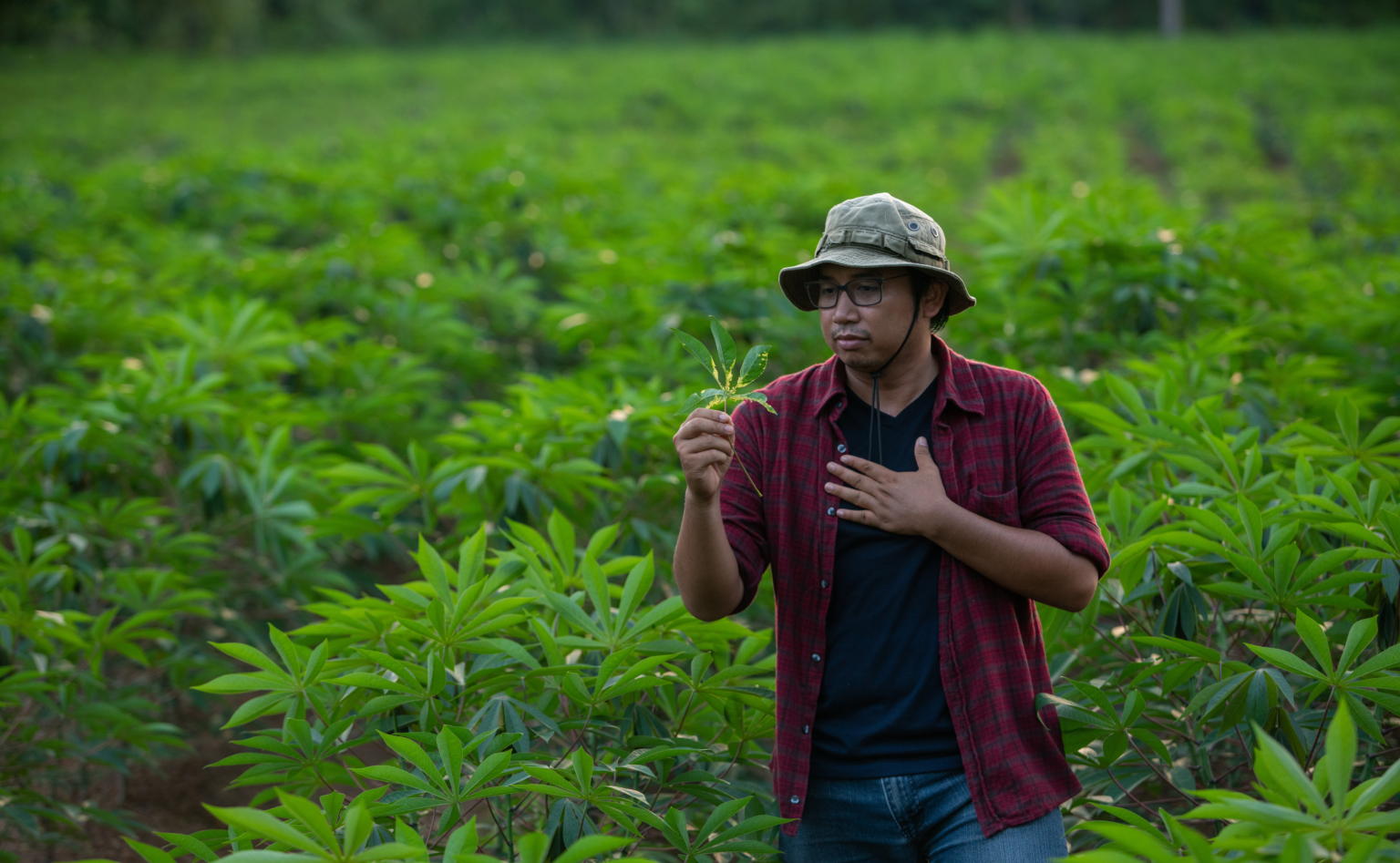 Tapioca Crop Report - September 2023 | The BakeRite Company