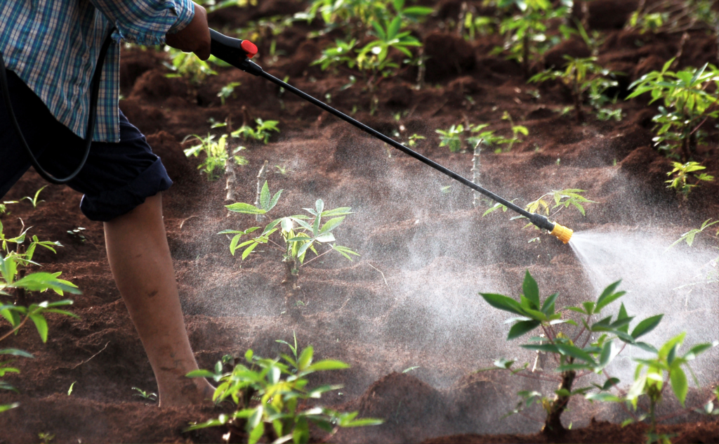 Tapioca Crop Report - September 2023 | The BakeRite Company